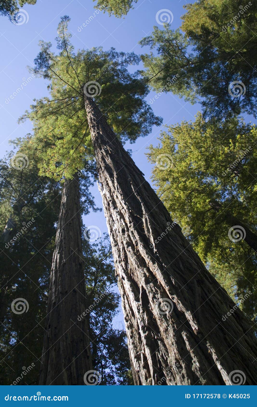 Bosque de la secoya foto de archivo. Imagen de altitud - 17172578