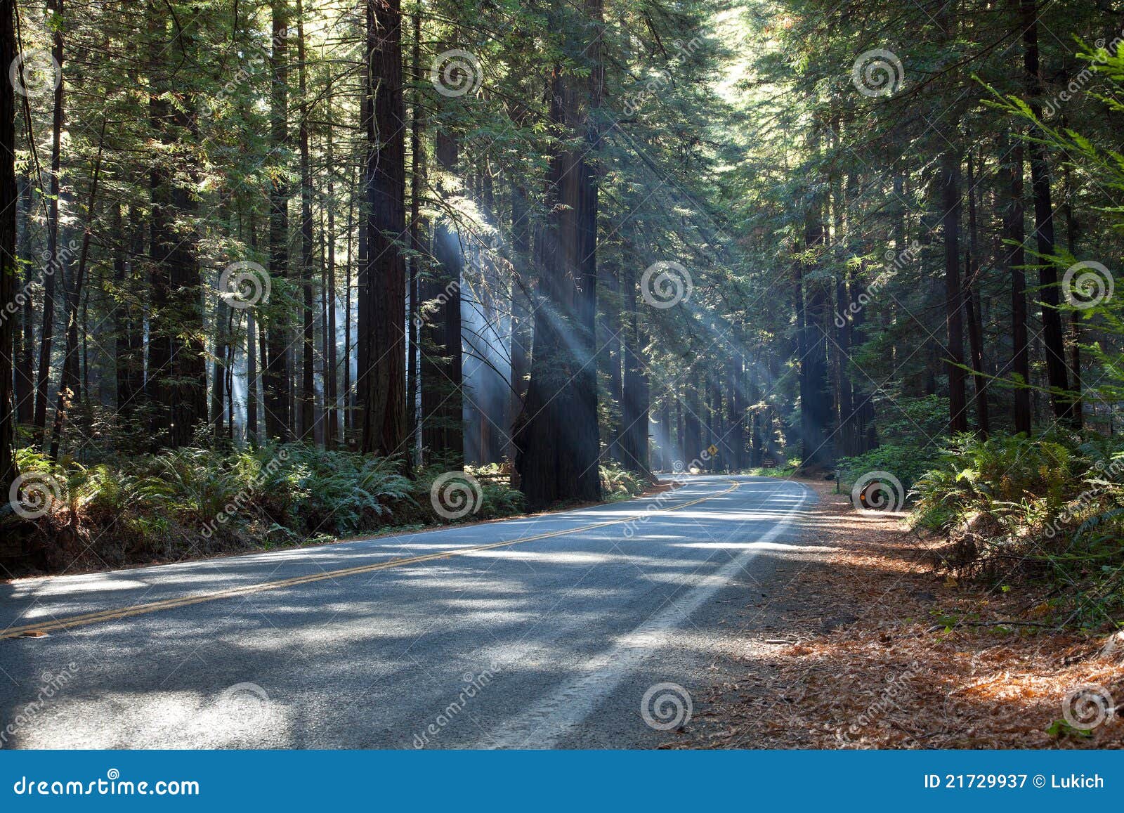 Bosque de la secoya imagen de archivo. Imagen de parque - 21729937