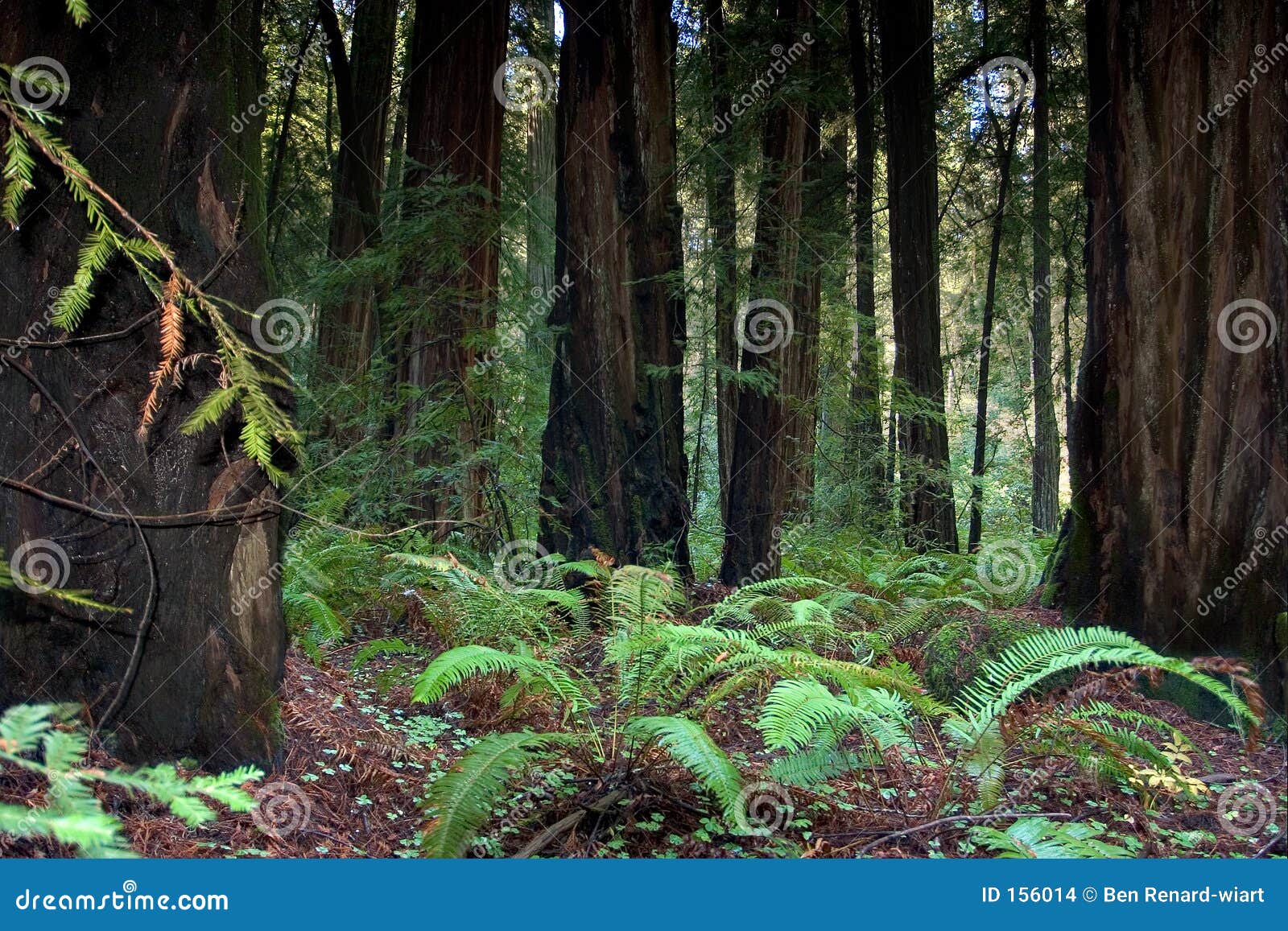 Bosque De La Secoya, California Foto de archivo - Imagen de america ...