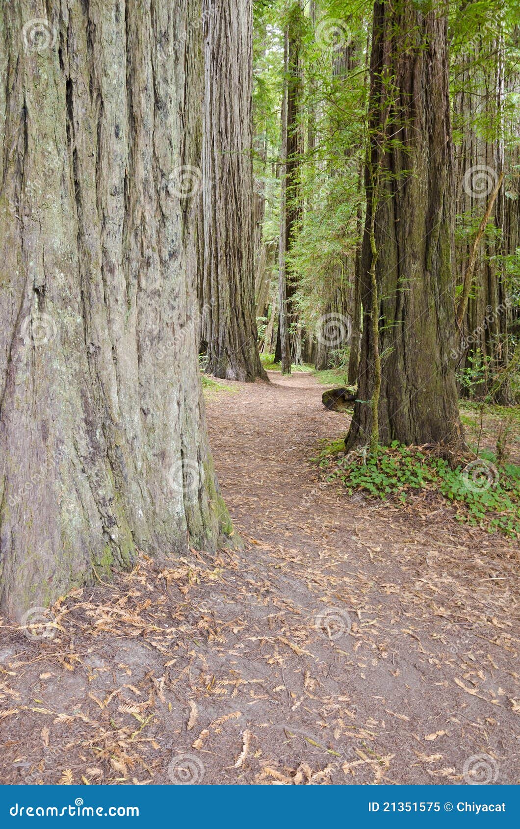 Bosque De La Secoya De California Imagen de archivo - Imagen de parques ...
