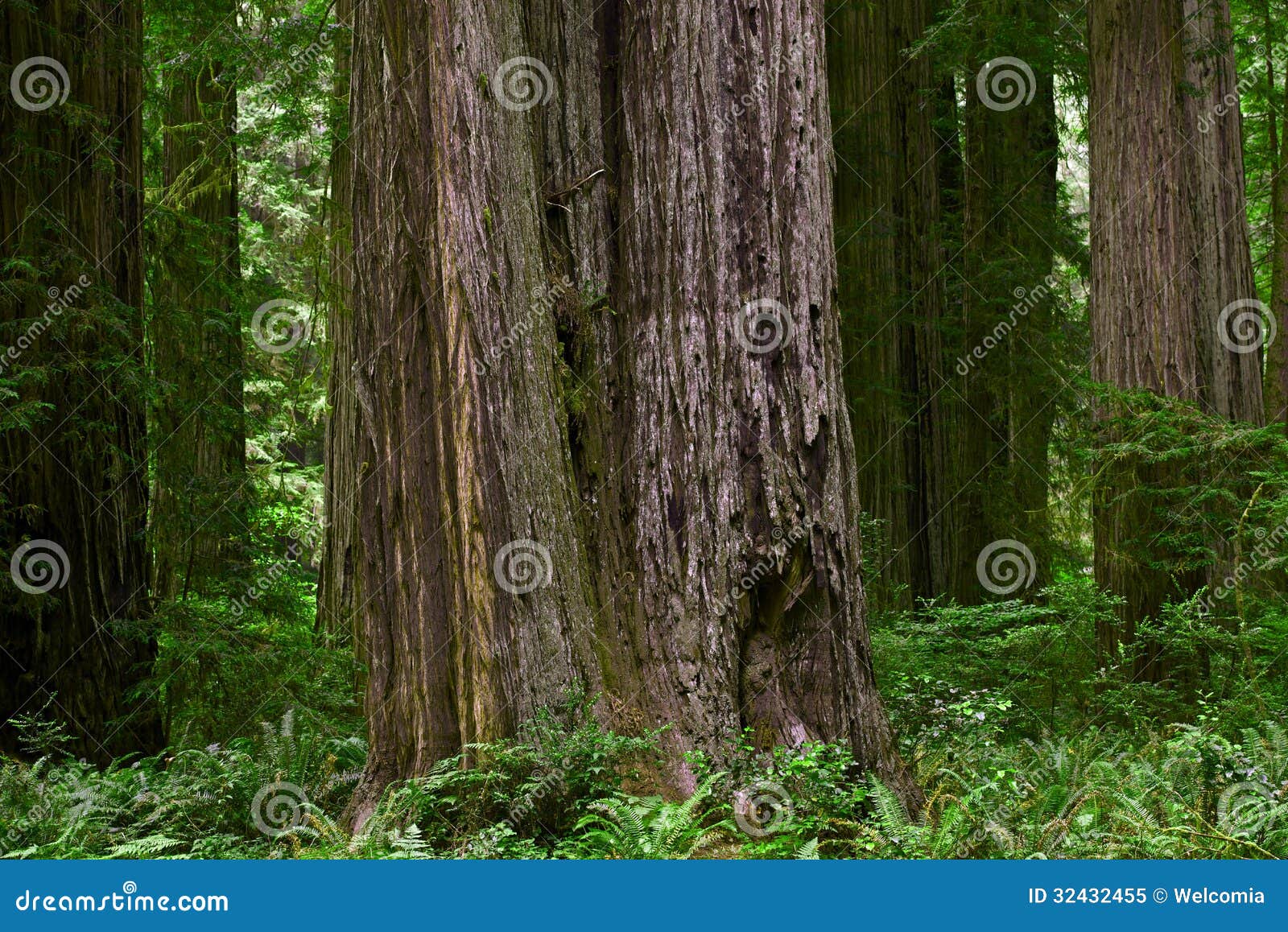 Bosque De La Secoya De California Imagen de archivo - Imagen de primer ...