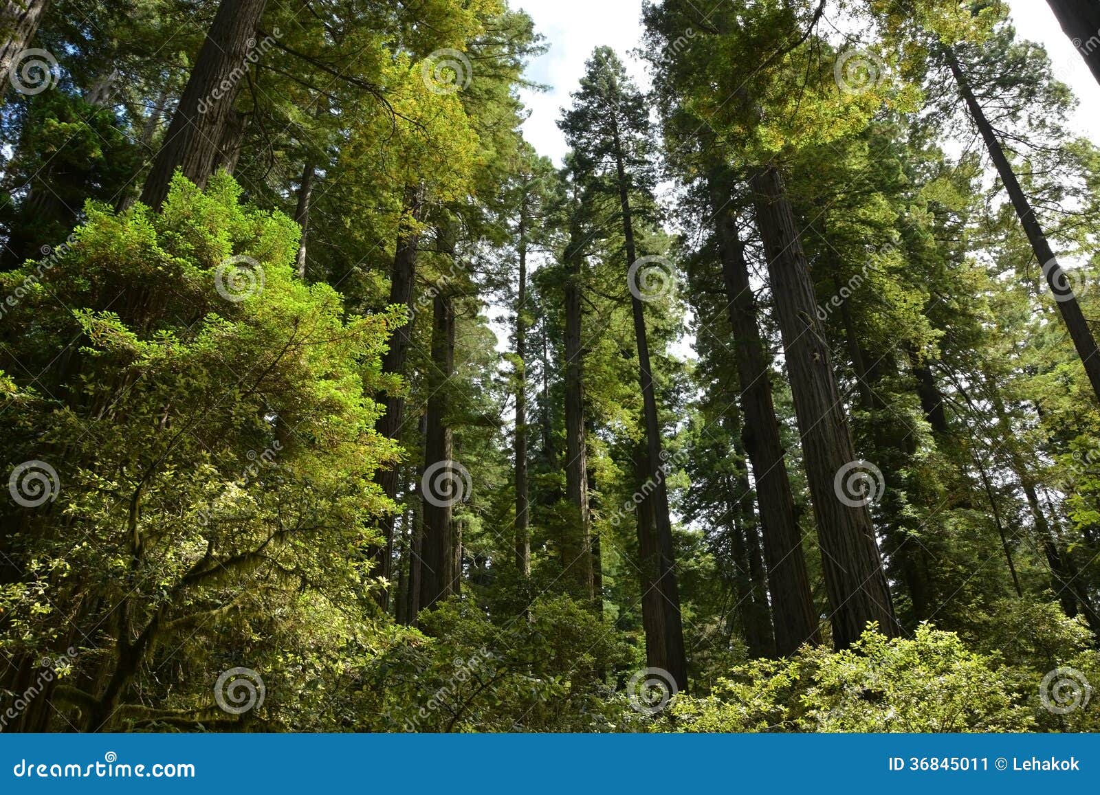 Bosque de las secoyas imagen de archivo. Imagen de crecimiento - 36845011