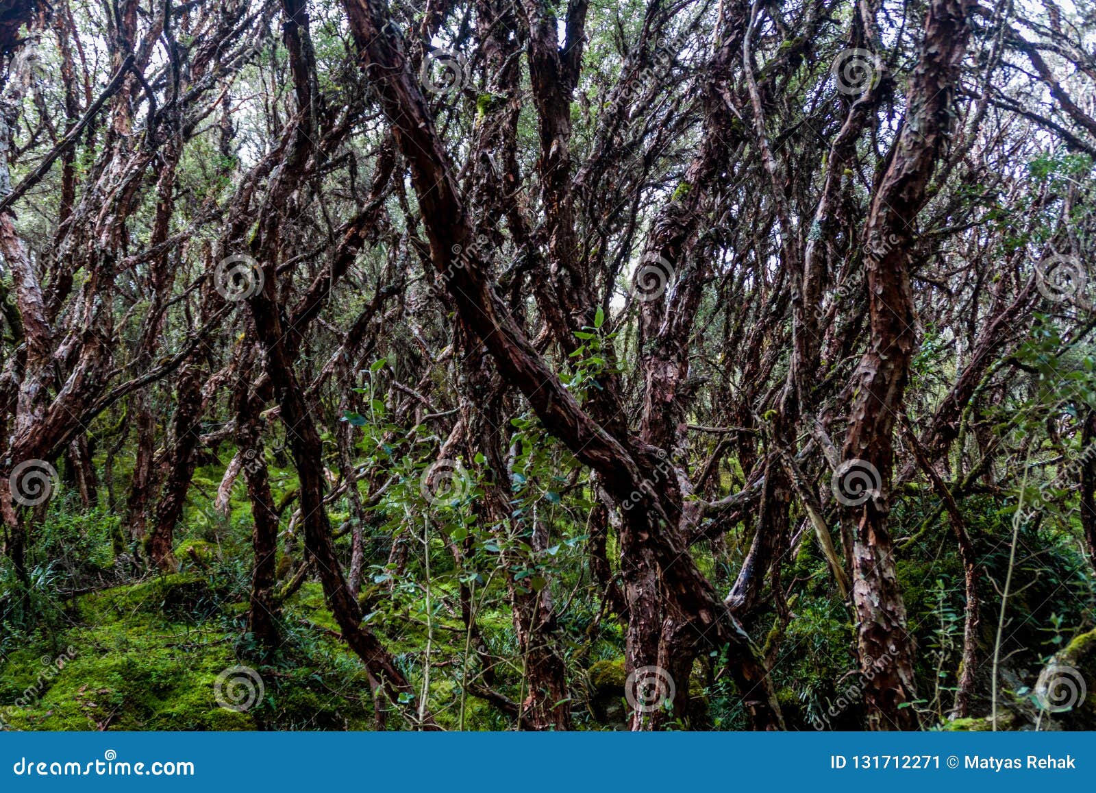 Bosque De Los árboles De Polylepis Imagen de archivo - Imagen de papel ...