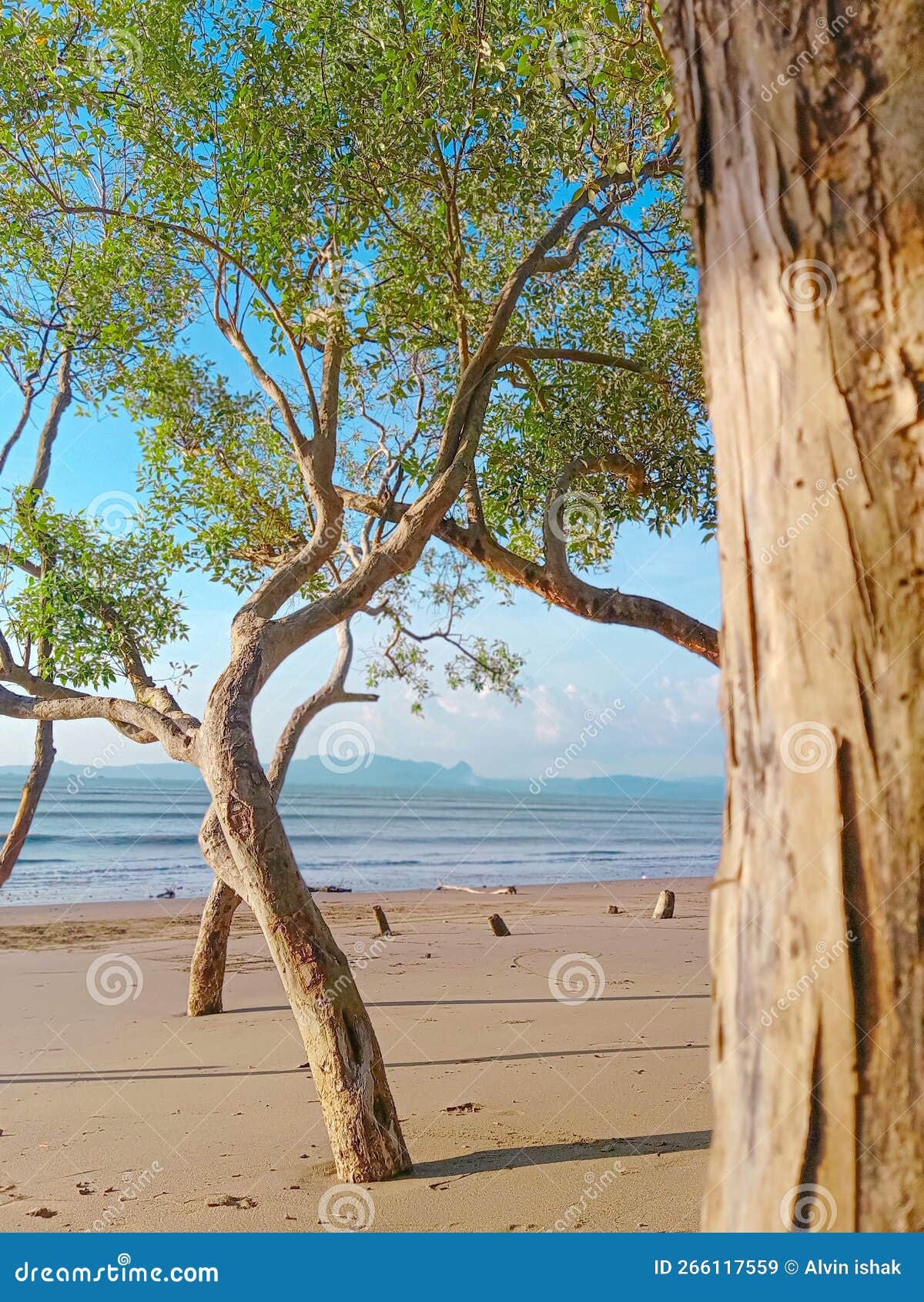 Bosque de mangle wi imagen de archivo. Imagen de océano - 266117559