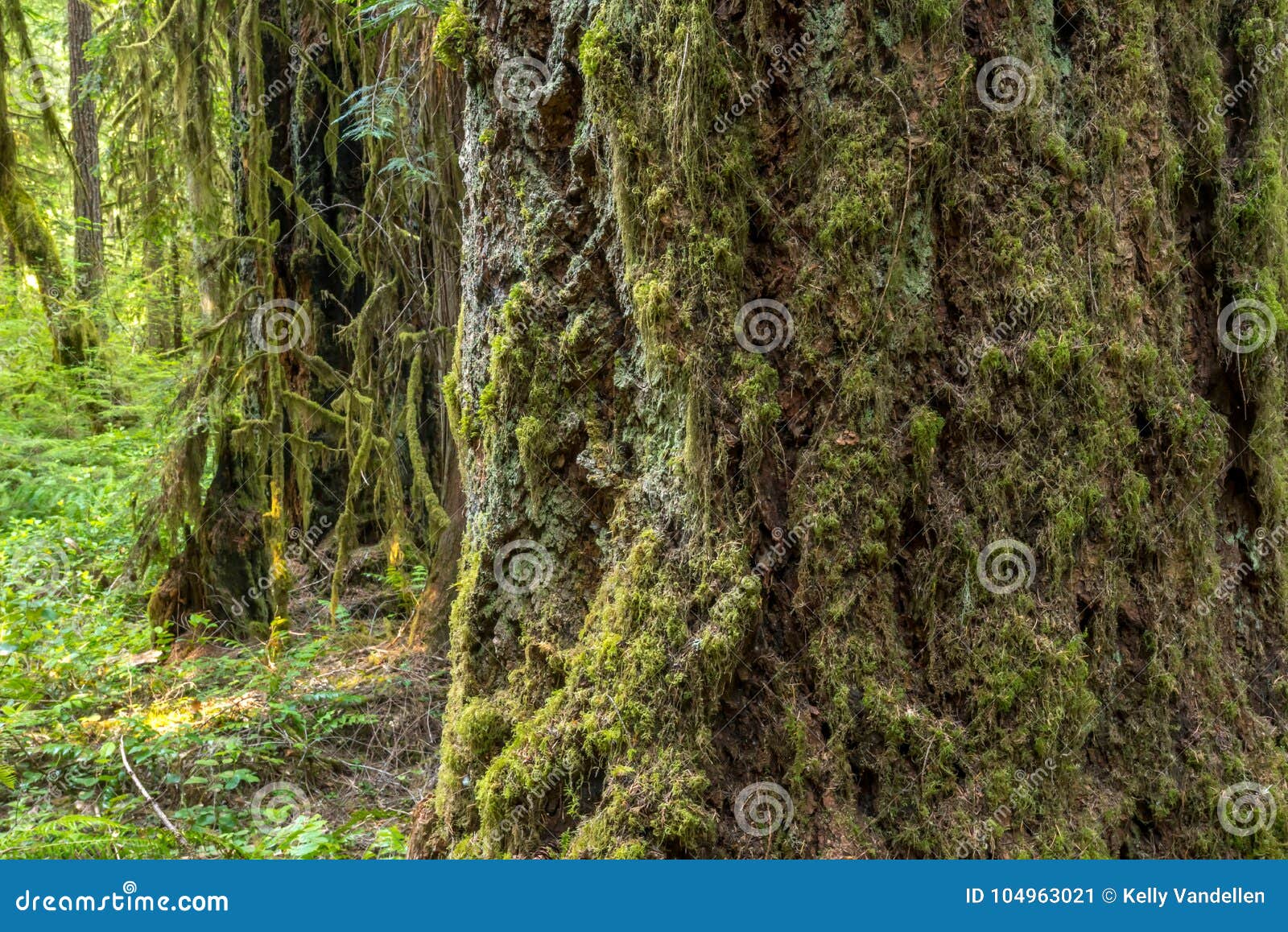 Bosque De Moss Blanketed Trees in Oregon Imagen de archivo - Imagen de ...