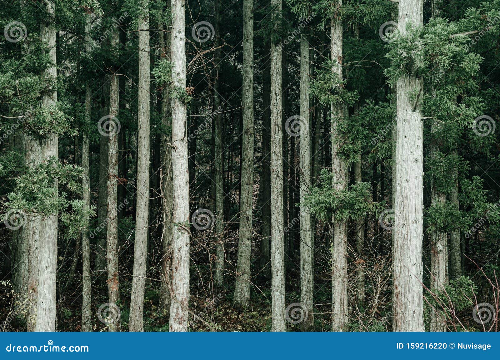 Bosque De Pino De Cedro Verde Exuberante Con Tronco Blanco Foto de ...