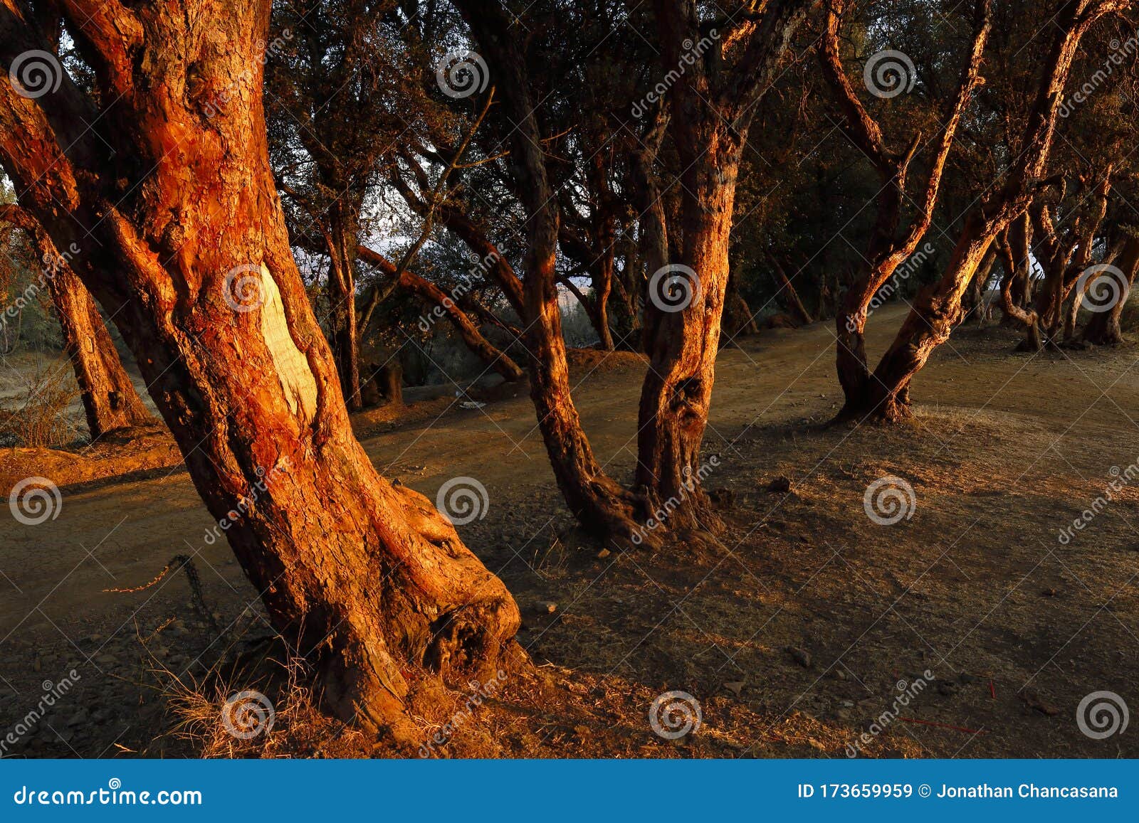 Bosque De Quinuales Polylepis Spp Imagen de archivo - Imagen de paisaje ...
