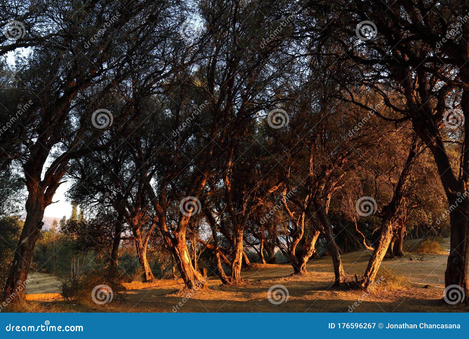 Bosque De Quinuales Polylepis Spp Imagen de archivo - Imagen de dorado ...
