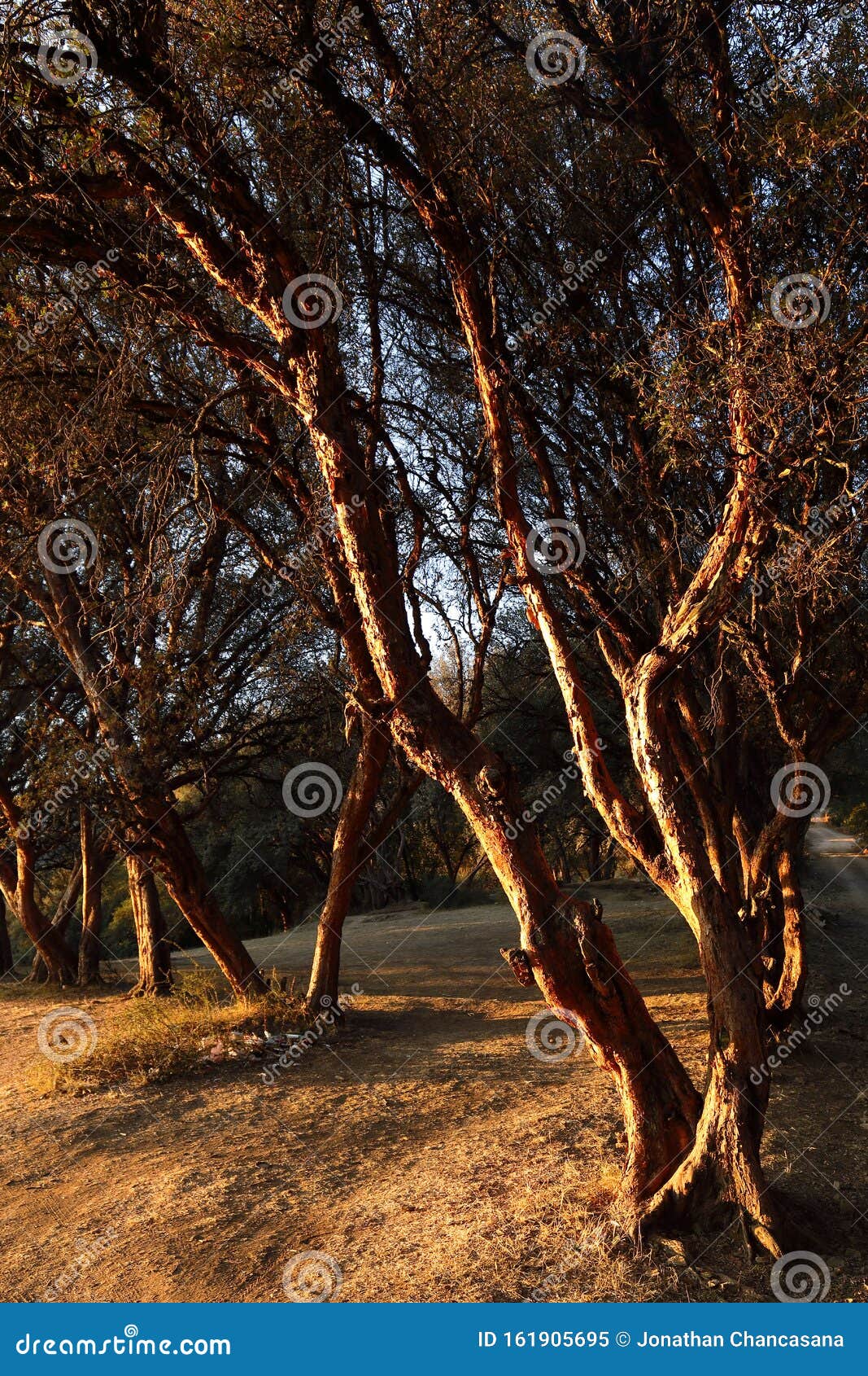 Bosque De Quinuales Polylepis Spp Stock Image - Image of sunset ...