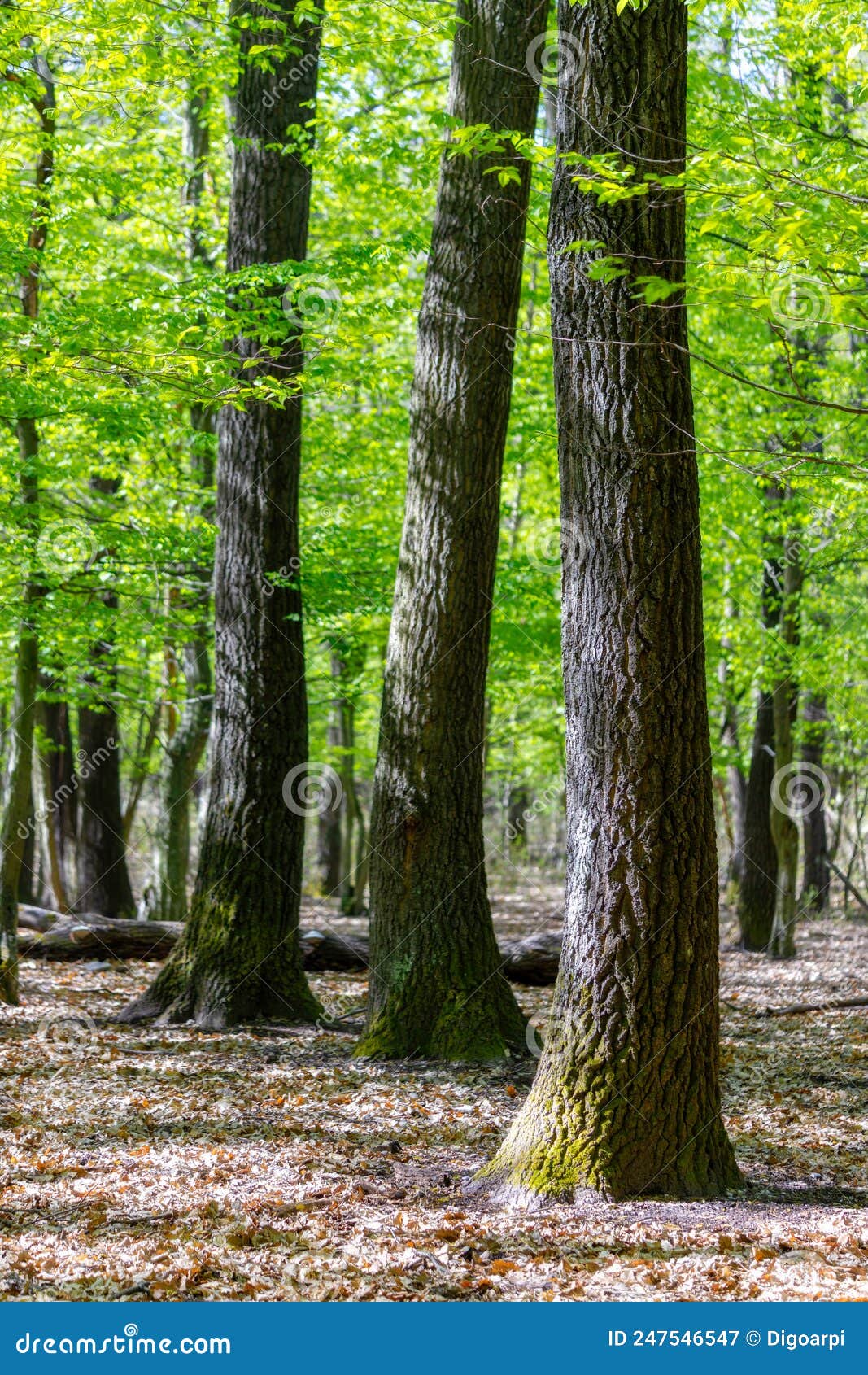Bosque De Roble Verde En Primavera Imagen de archivo - Imagen de ...