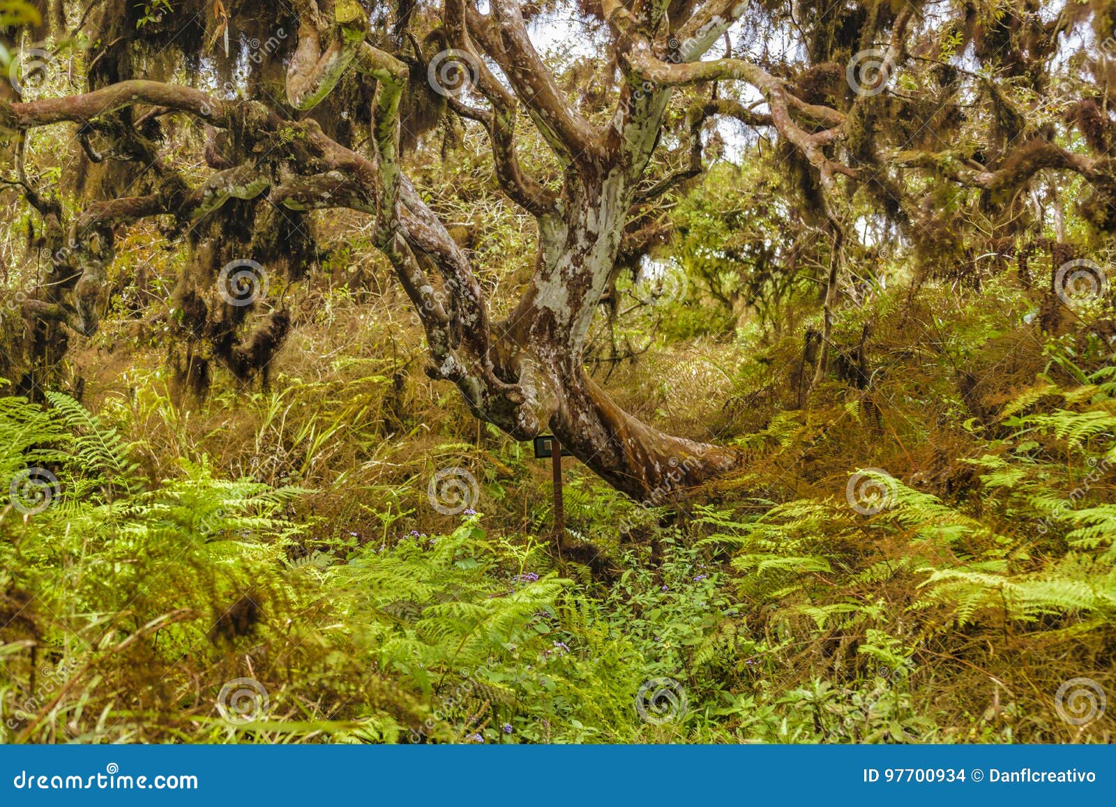 Bosque De Scalesia, Las Islas Galápagos, Ecuador Foto de archivo ...