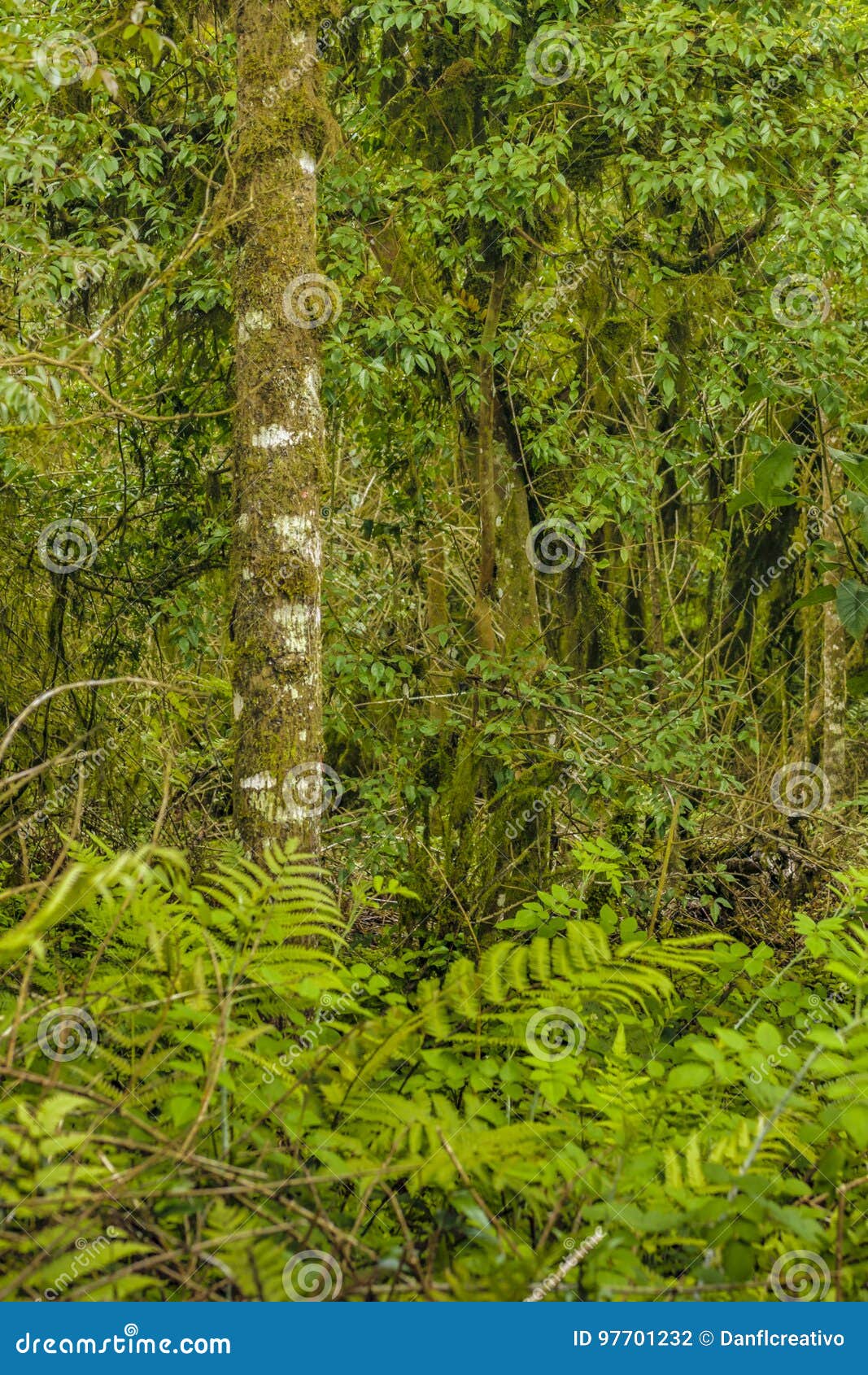 Bosque De Scalesia, Las Islas Galápagos, Ecuador Foto de archivo ...