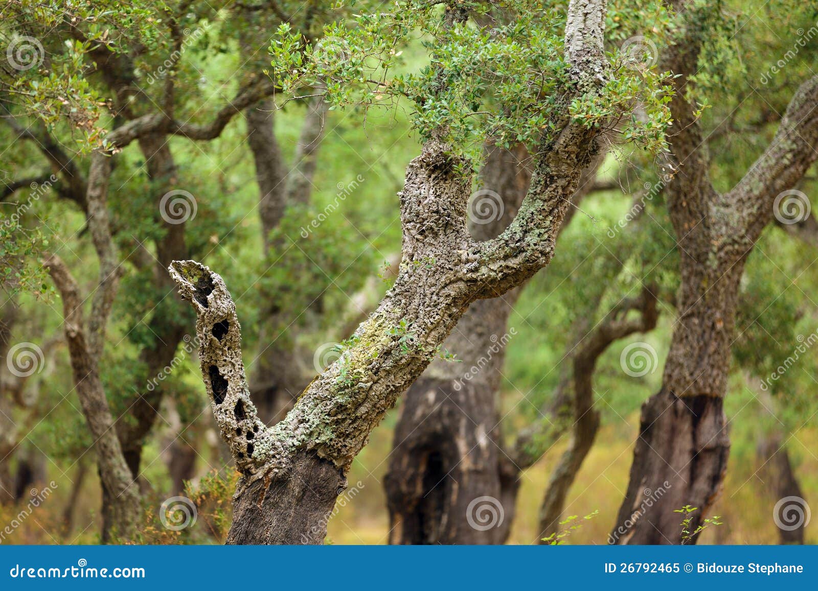 Bosque del árbol de corcho imagen de archivo. Imagen de hojas - 26792465