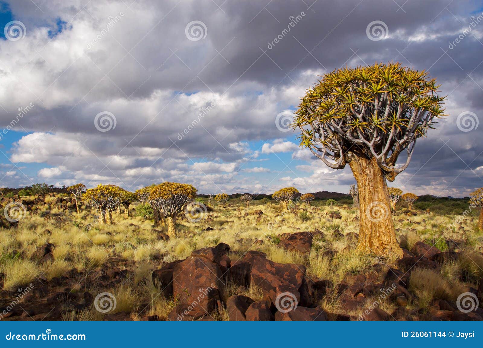 Bosque Del árbol De La Aljaba Foto de archivo - Imagen de piedra ...