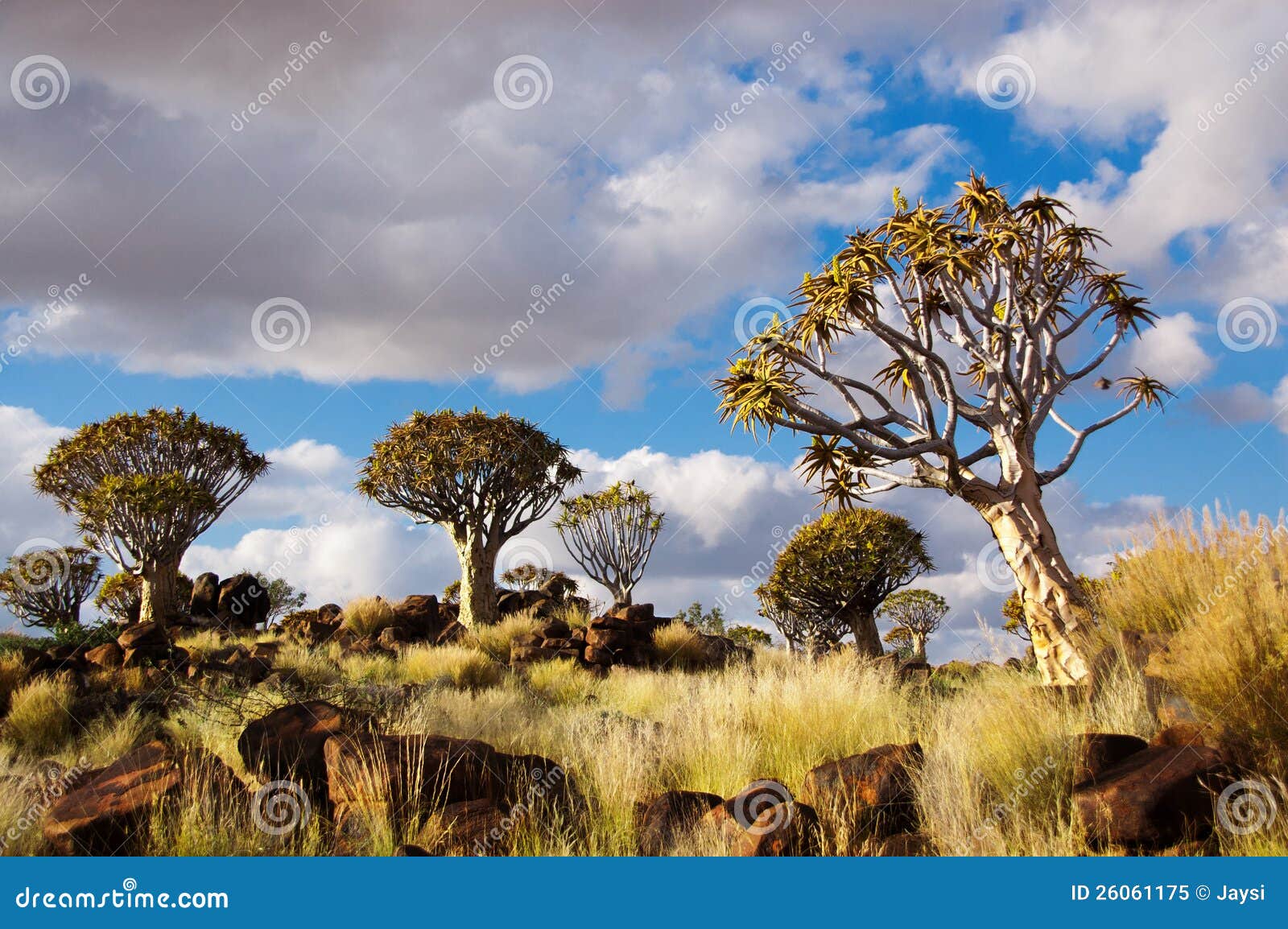 Bosque Del árbol De La Aljaba Imagen de archivo - Imagen de roca ...