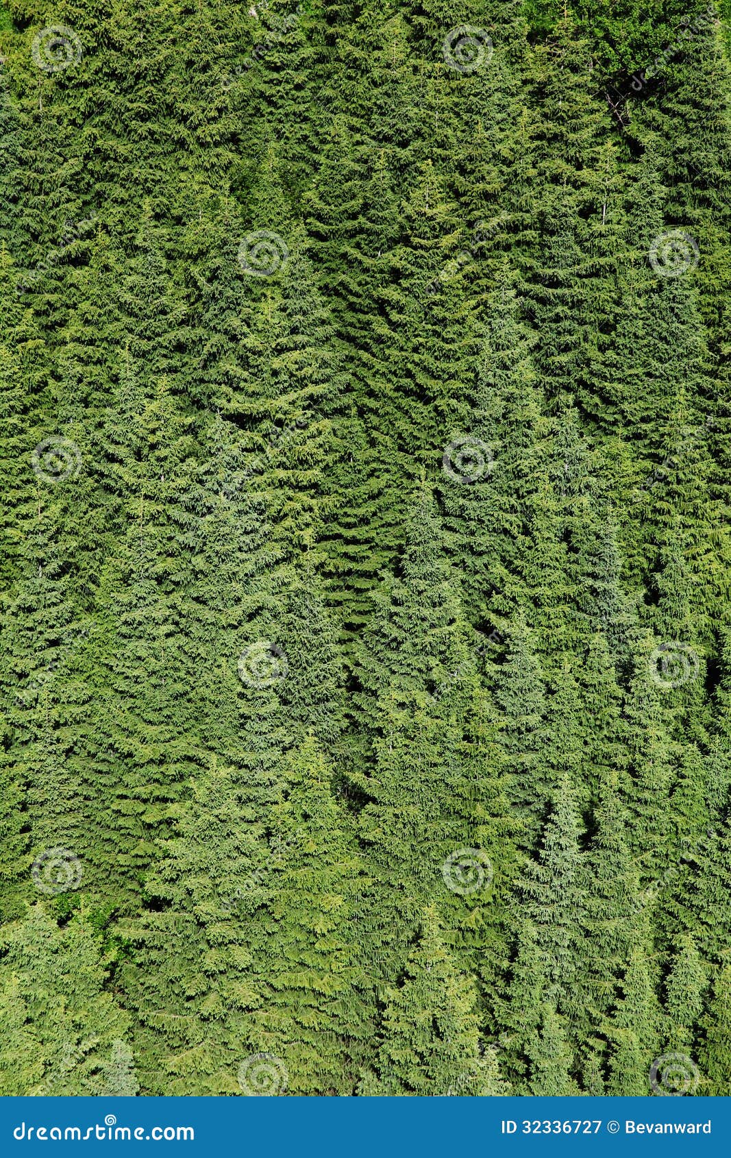 Bosque del abeto imagen de archivo. Imagen de sunlight - 32336727