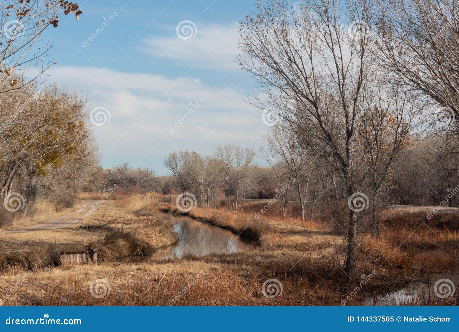 Bosque Del Apache New Mexico, Reflections of Bare Trees in Irrigation ...