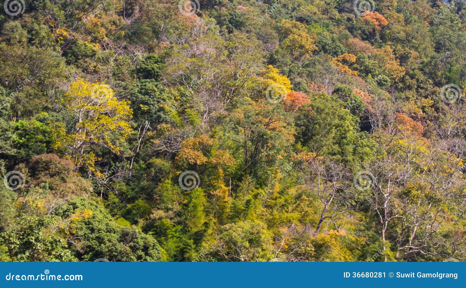 Bosque del color imagen de archivo. Imagen de travieso - 36680281