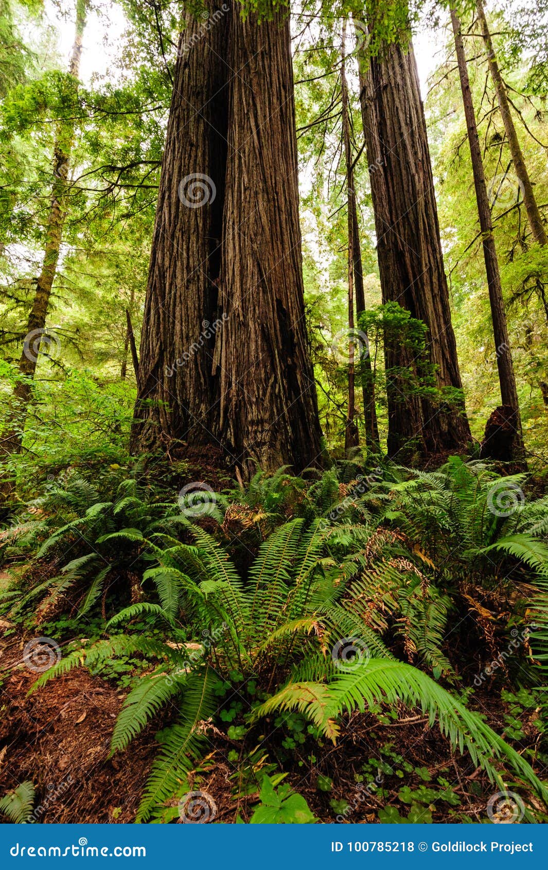 Bosque Del Estado De La Secoya Foto de archivo - Imagen de naturalizado ...