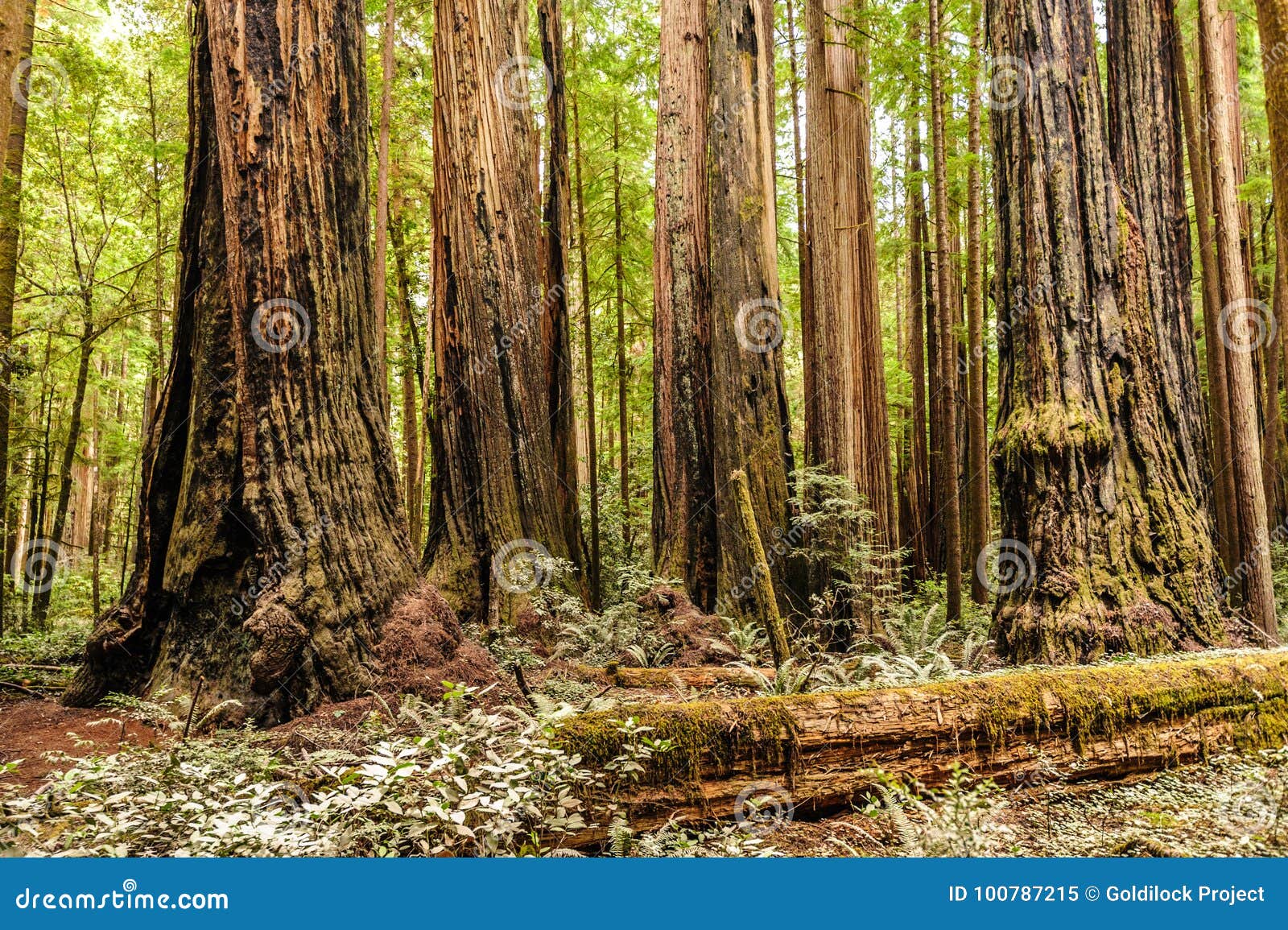 Bosque Del Estado De La Secoya Imagen de archivo - Imagen de california ...