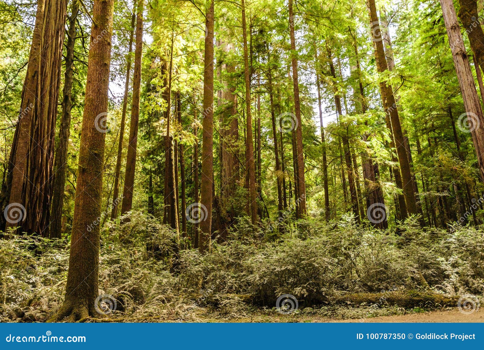 Bosque Del Estado De La Secoya Foto de archivo - Imagen de paisaje ...