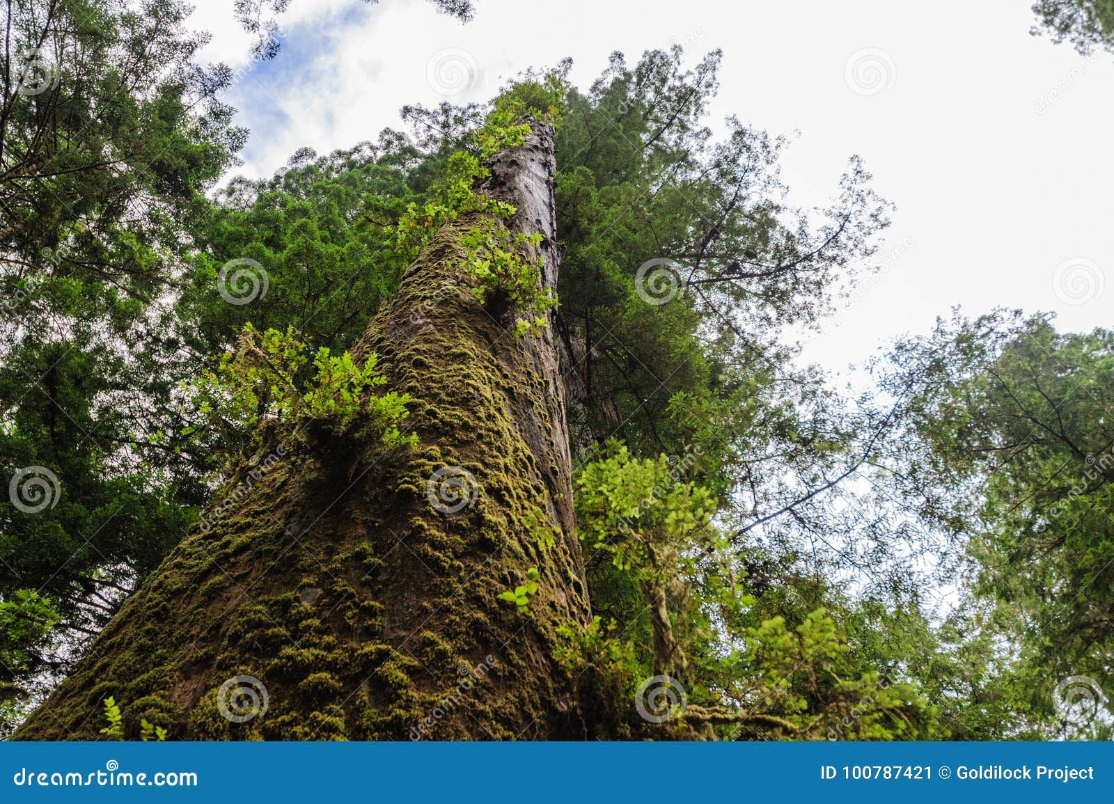 Bosque Del Estado De La Secoya Imagen de archivo - Imagen de parque ...
