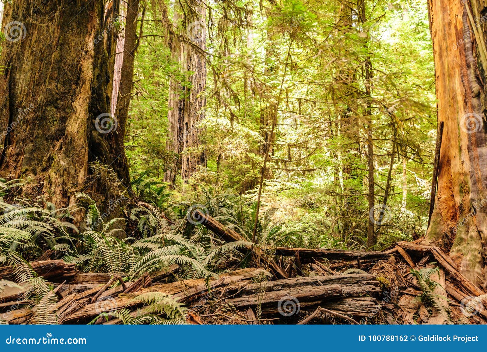 Bosque Del Estado De La Secoya Foto de archivo - Imagen de planta ...