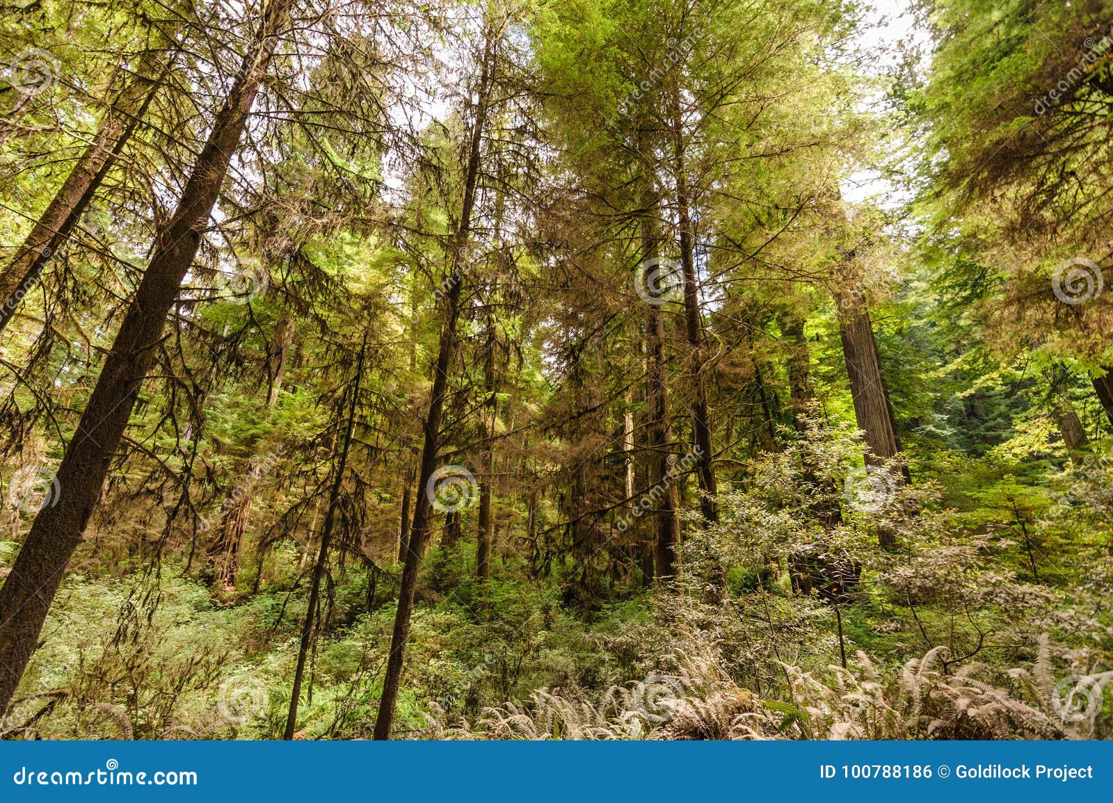 Bosque Del Estado De La Secoya Foto de archivo - Imagen de corteza ...