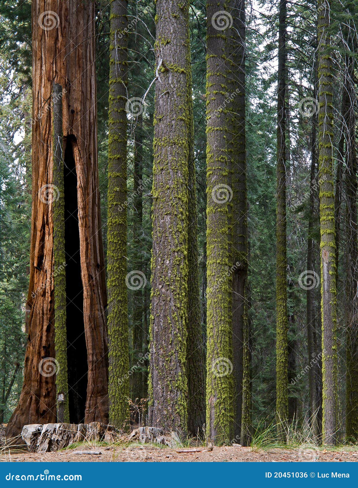 Bosque Del Estado De La Secoya Foto de archivo - Imagen de california ...