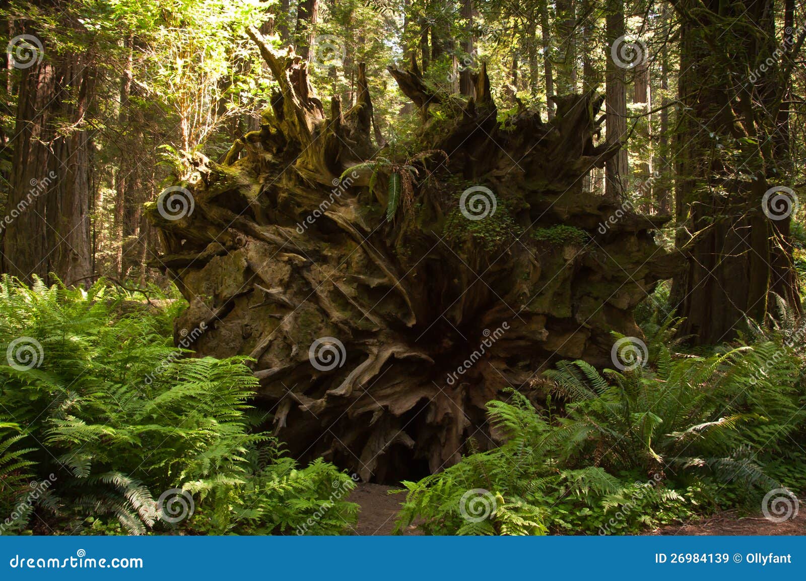 Bosque Del Estado De La Secoya Imagen de archivo - Imagen de masivo ...