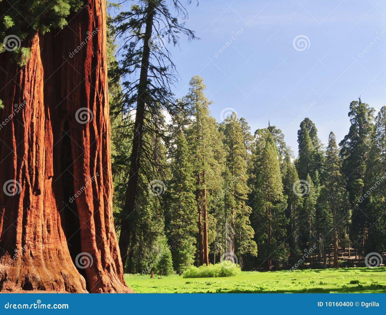 Bosque Del Estado De La Secoya, CA Foto de archivo - Imagen de ...