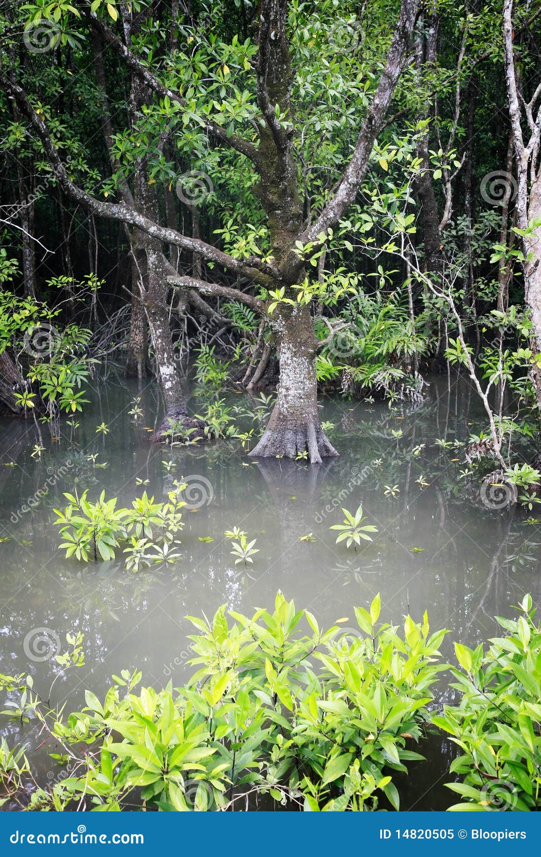 Bosque del mangle imagen de archivo. Imagen de tropical - 14820505