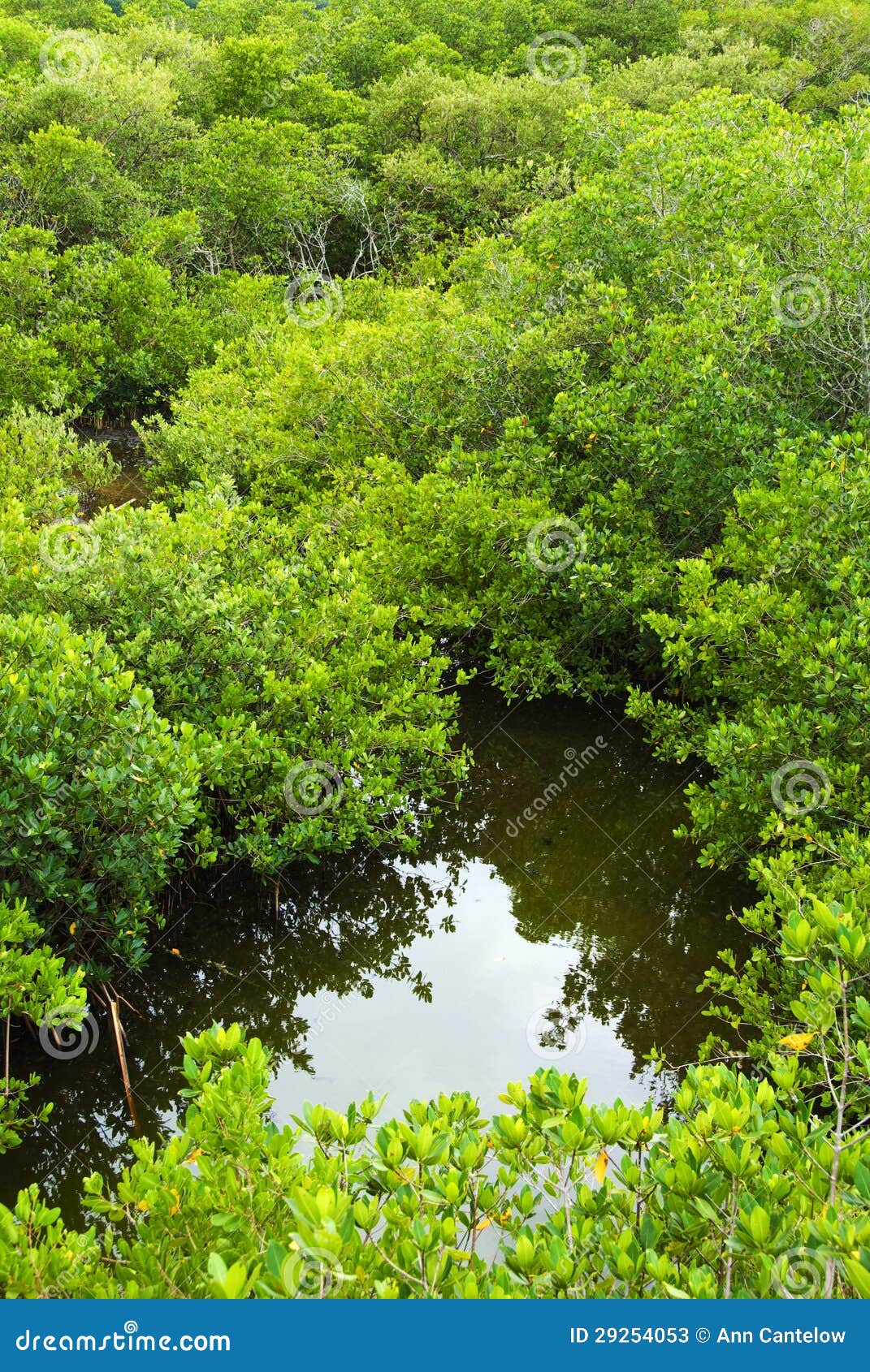 Bosque Del Mangle Desde Arriba Imagen de archivo - Imagen de ...