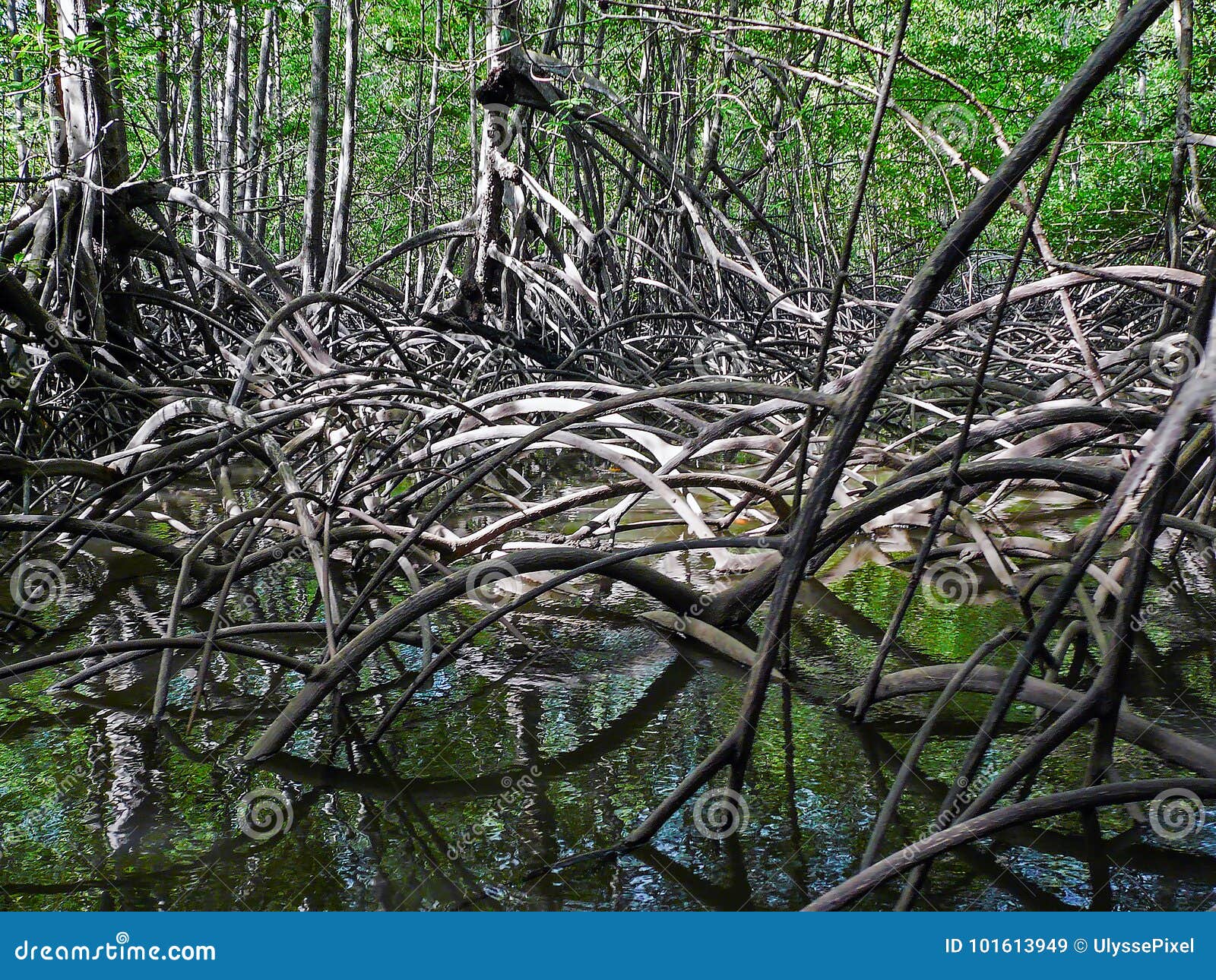 Bosque Del Mangle En Costa Rica Imagen de archivo - Imagen de escénico ...