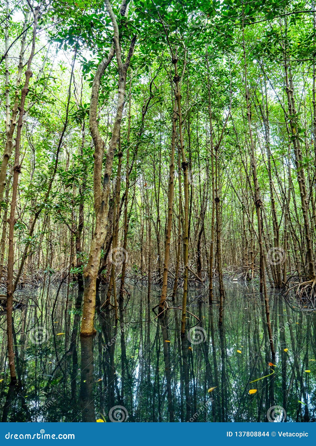 Bosque Del Mangle En El Este De Asia Foto de archivo - Imagen de nubes ...
