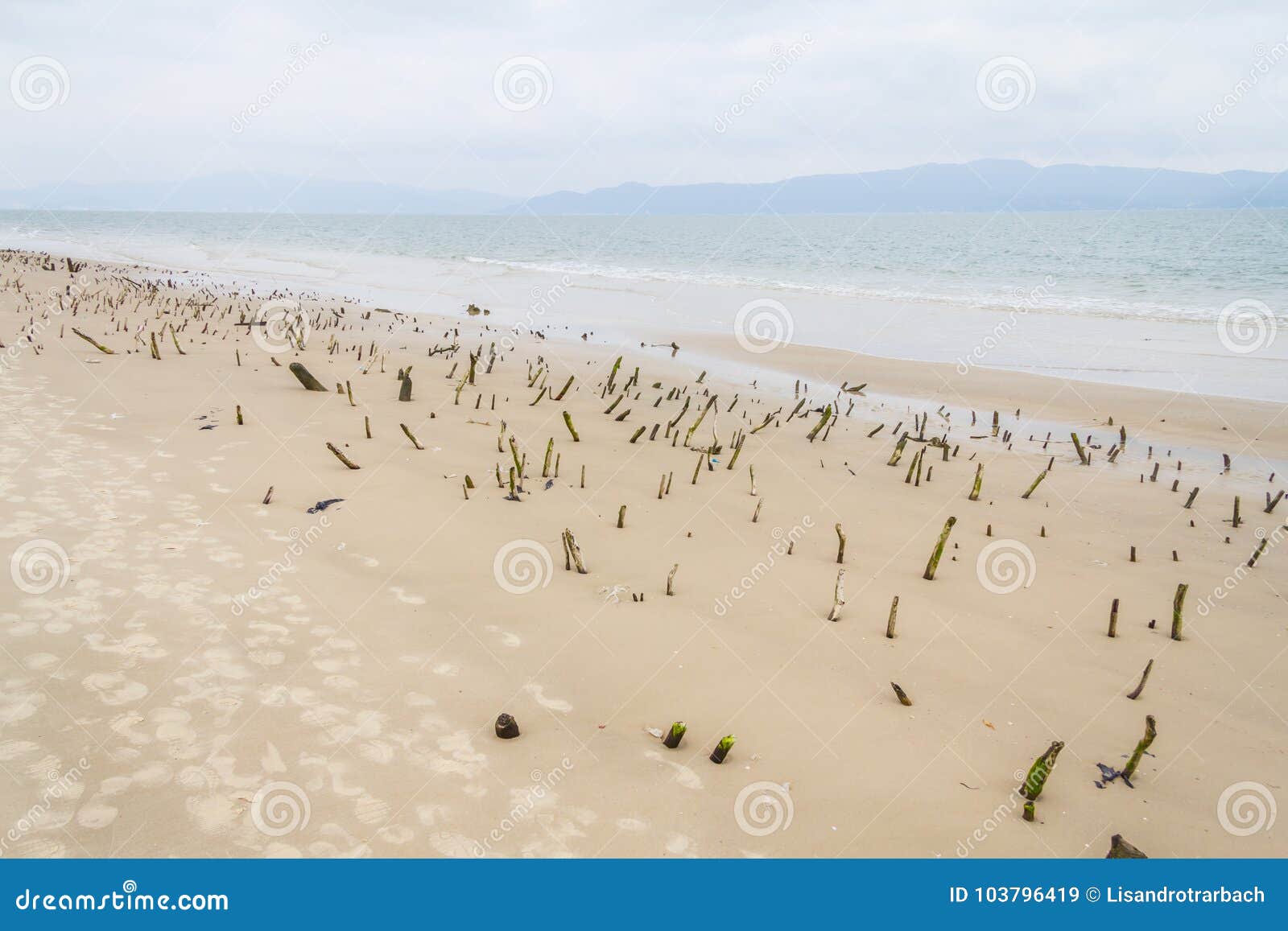 Bosque Del Mangle En La Playa De Daniela Imagen de archivo - Imagen de ...