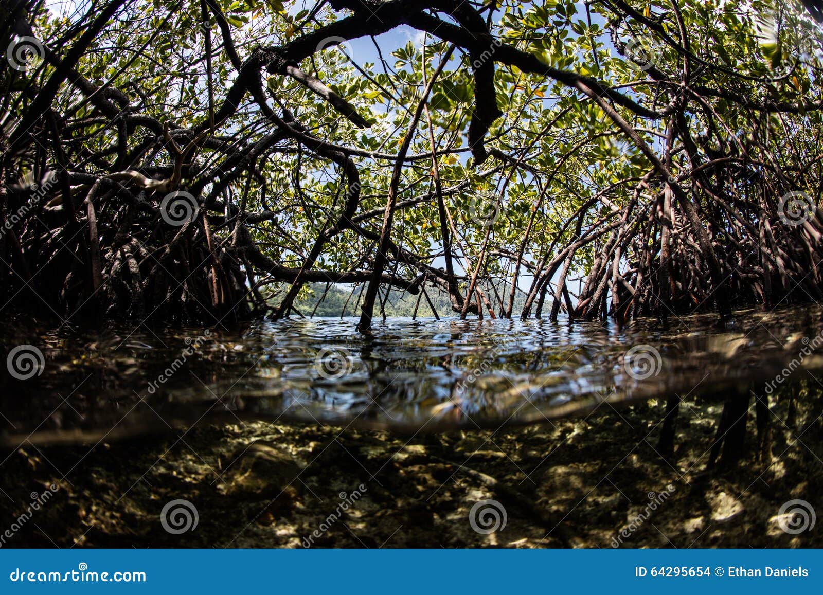 Bosque Del Mangle En Las Zonas Tropicales Foto de archivo - Imagen de ...