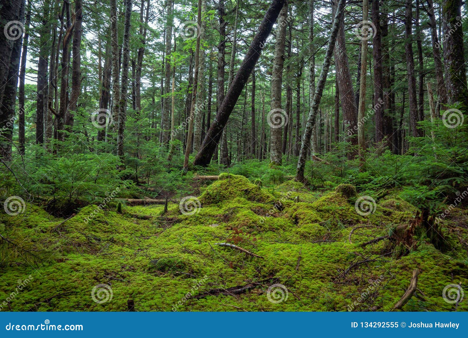 Bosque Del Musgo De Yachiho Imagen de archivo - Imagen de rocas, cubo ...