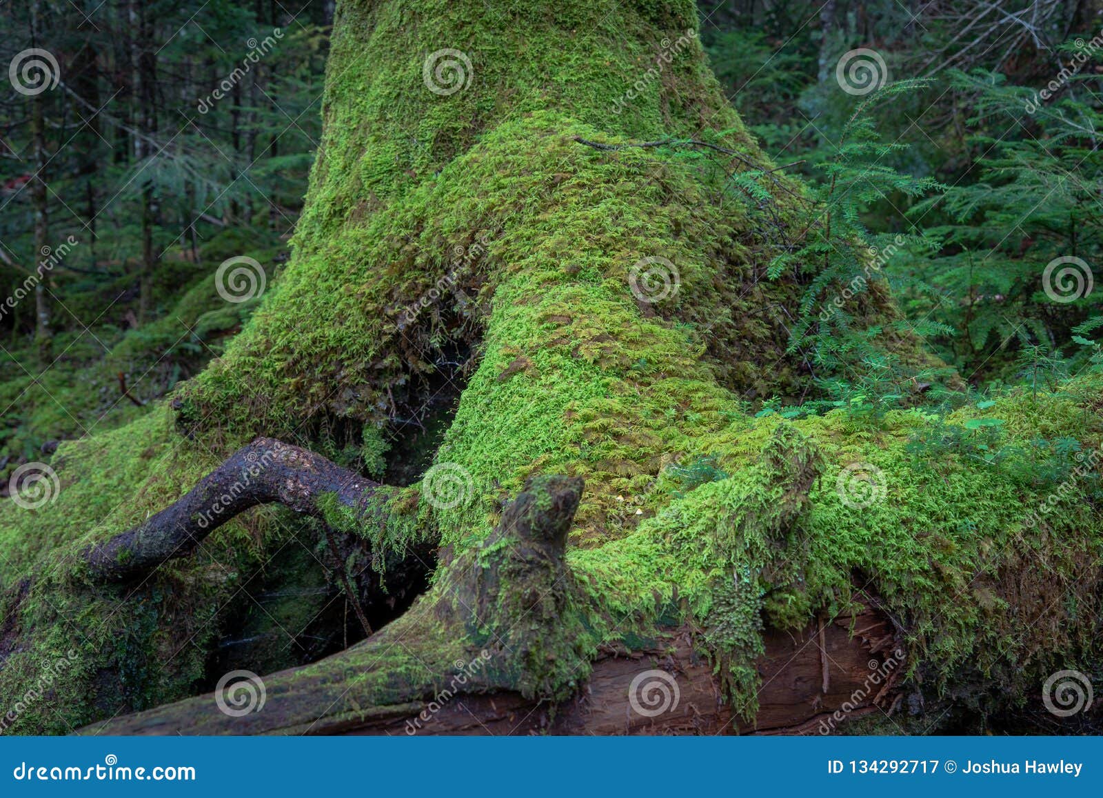 Bosque Del Musgo De Yachiho Imagen de archivo - Imagen de fresco, fondo ...