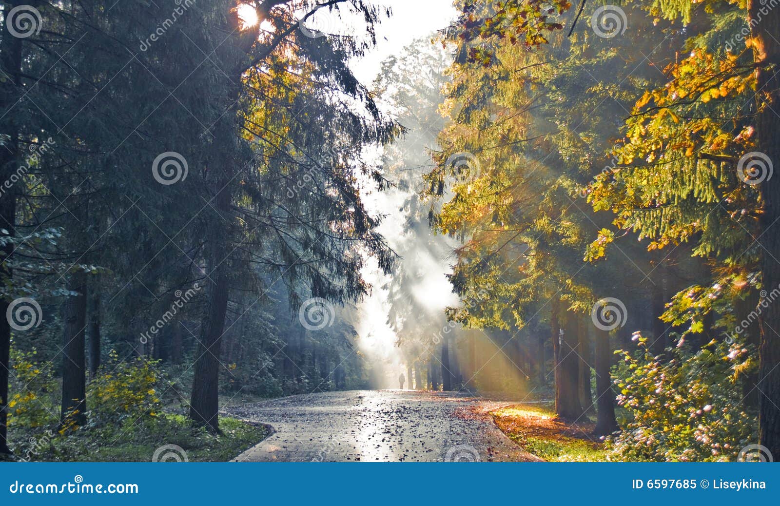 Bosque del otoño imagen de archivo. Imagen de deciduo - 6597685