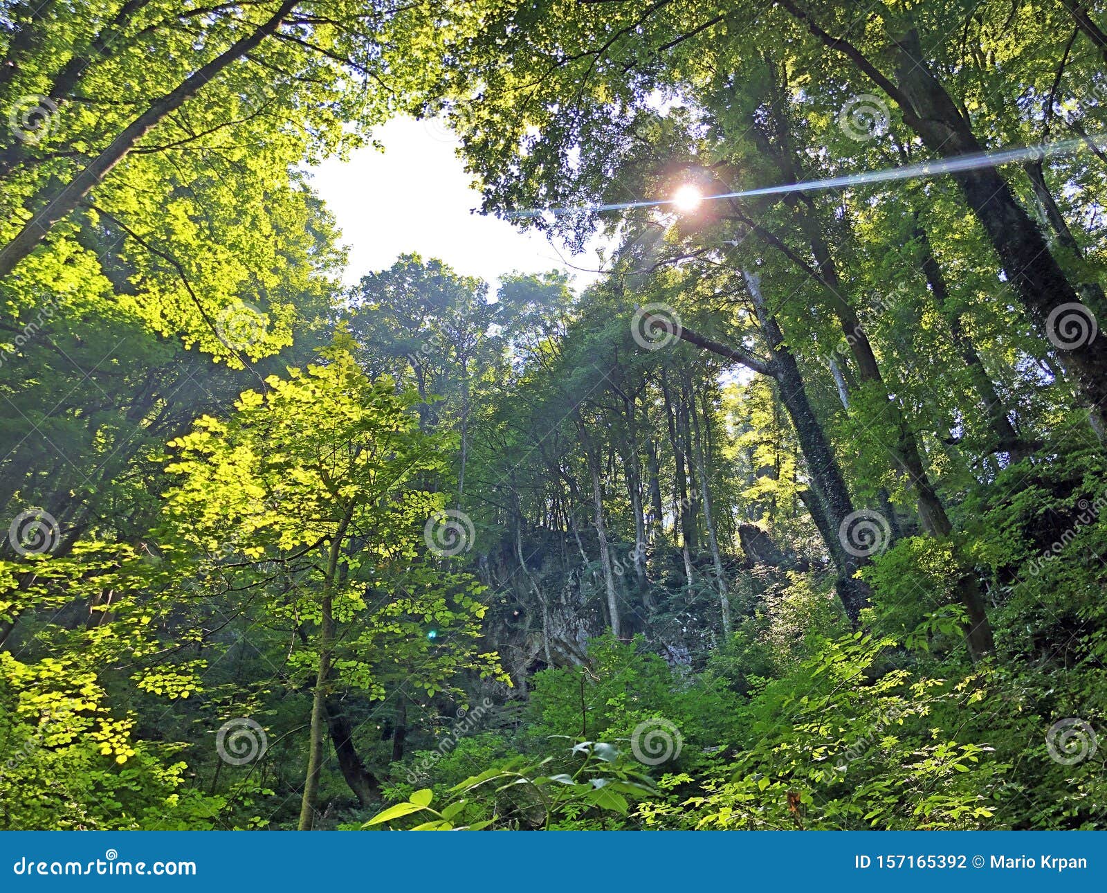 Bosque Del Parque Jankovac O Park Suma Jankovac Foto de archivo ...