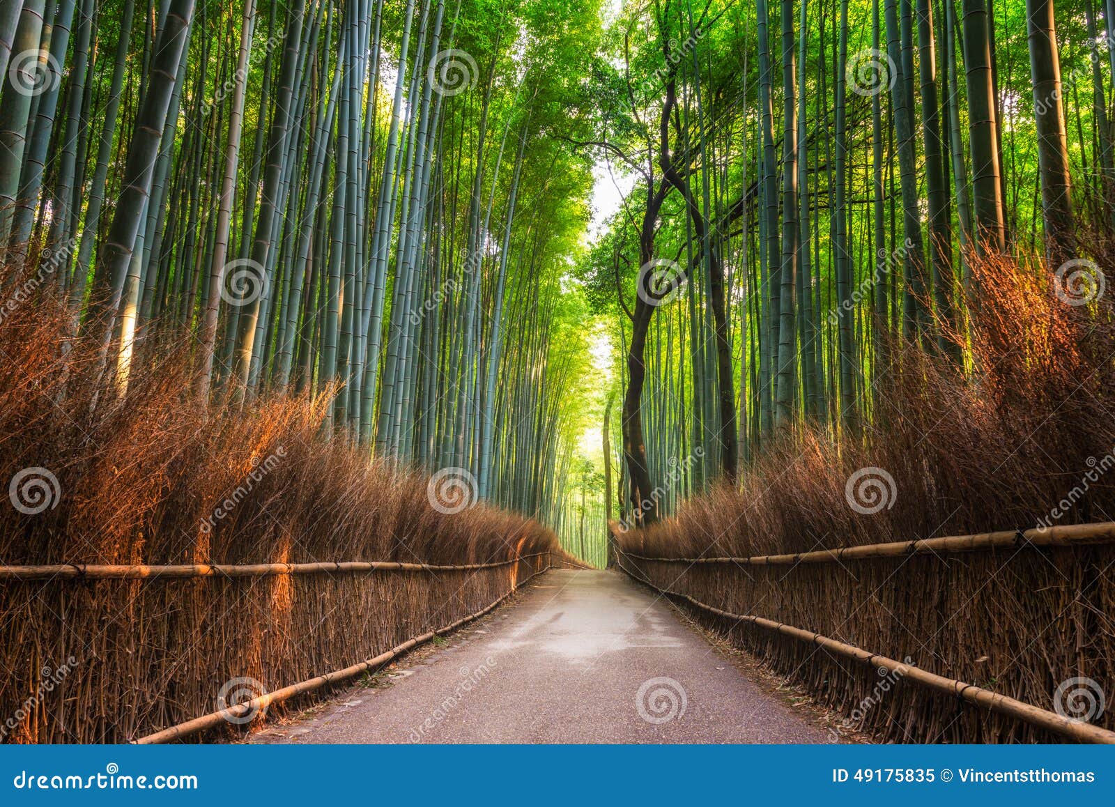 Bosque Do Bambu De Arashiyama Imagem de Stock - Imagem de bambu, quioto ...