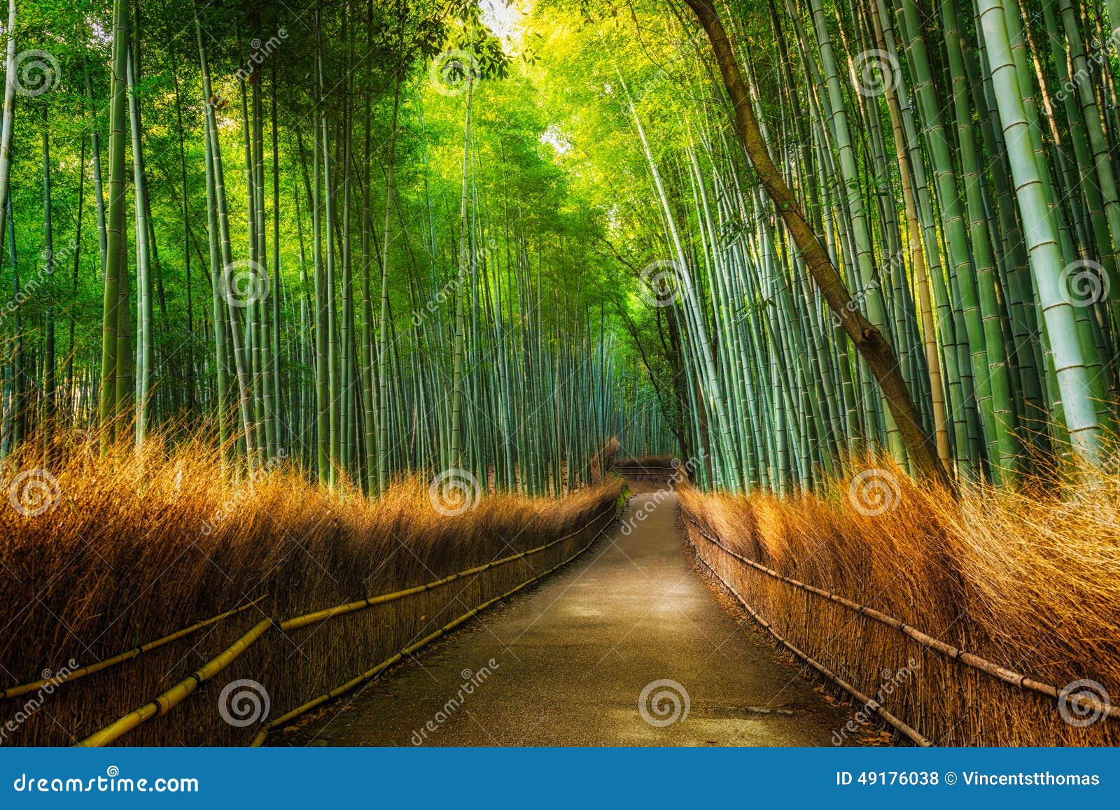 Bosque Do Bambu De Arashiyama Foto de Stock - Imagem de fundo, carrinho ...