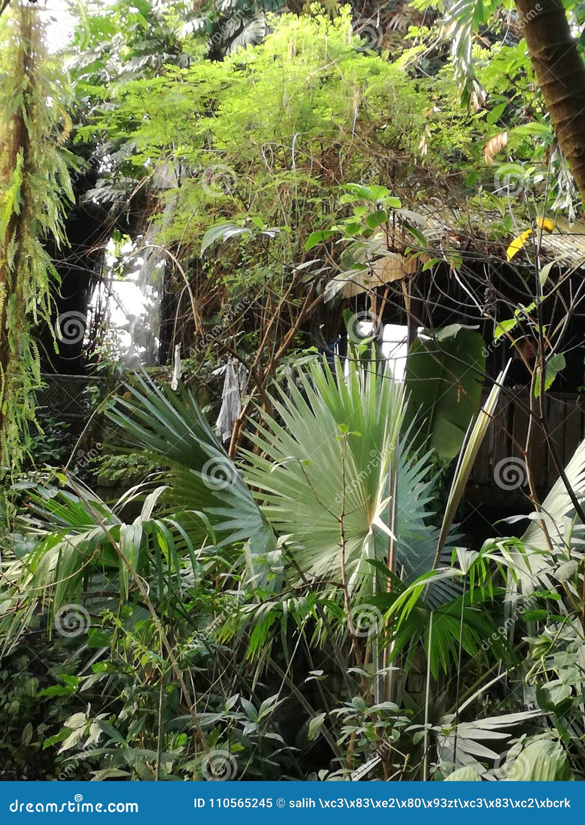 Bosque/el Amazonas imagen de archivo. Imagen de hermoso - 110565245