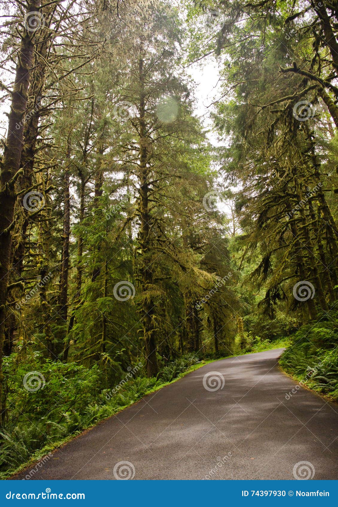 Bosque En El Estado De Oregon Foto de archivo - Imagen de curva, bosque ...