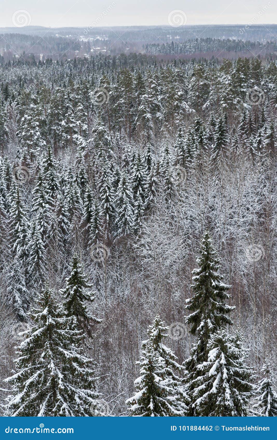 Bosque En El Invierno En Finlandia Foto de archivo - Imagen de exterior ...