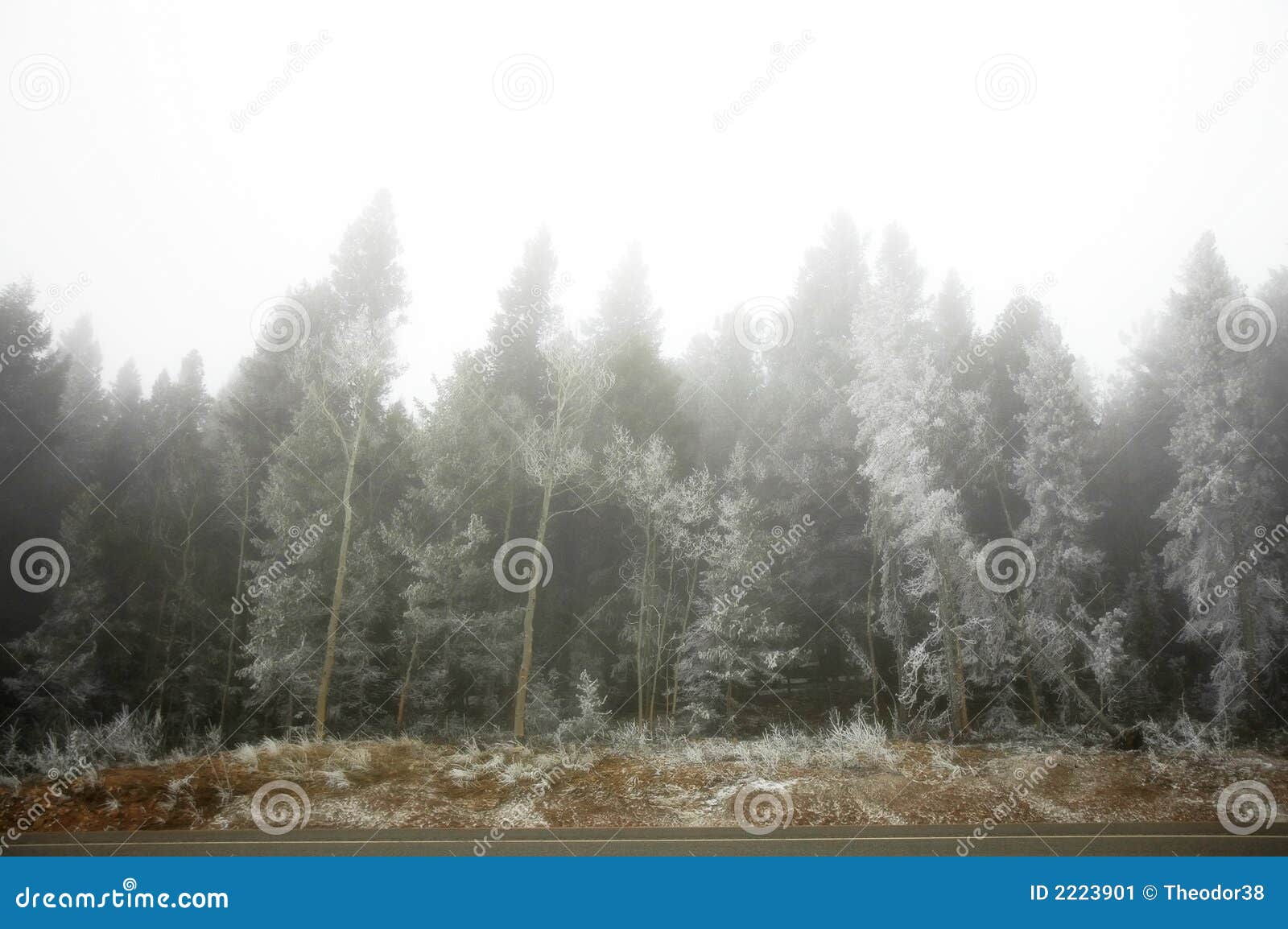 Bosque En Fiog Y Nieve Imagen. Imagen: 2223901