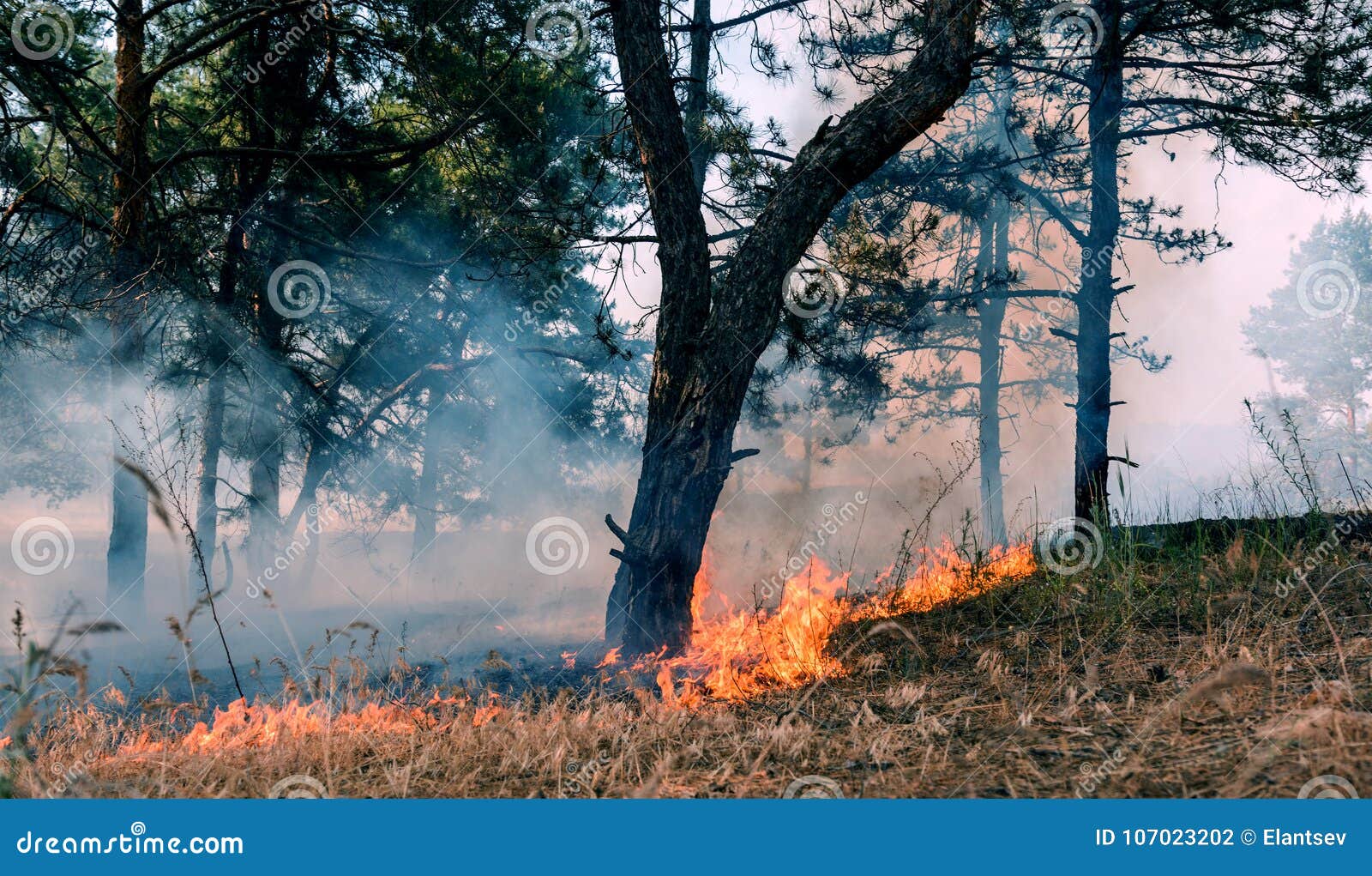 Bosque en fuego foto de archivo. Imagen de niebla, calor - 107023202