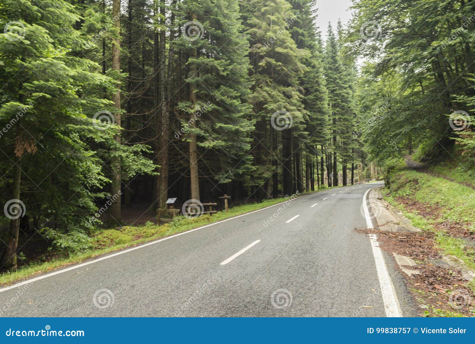 Bosque en Irati imagen de archivo. Imagen de nadie, ambiente - 99838757