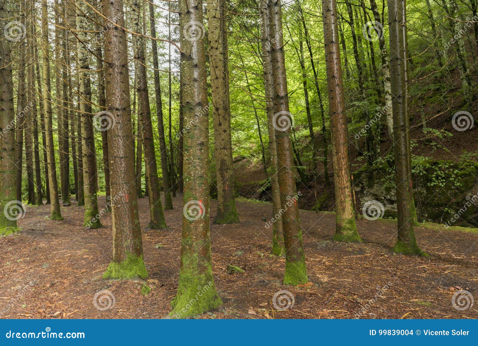 Bosque en Irati foto de archivo. Imagen de escénico, travieso - 99839004
